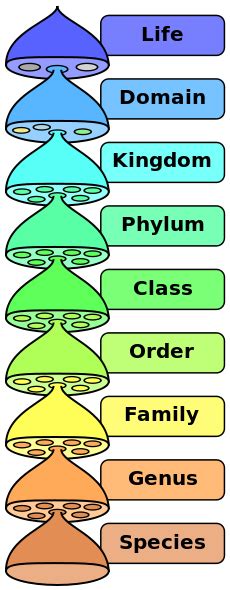 Plant Life Cycles And Taxonomy Its A Natural Universe