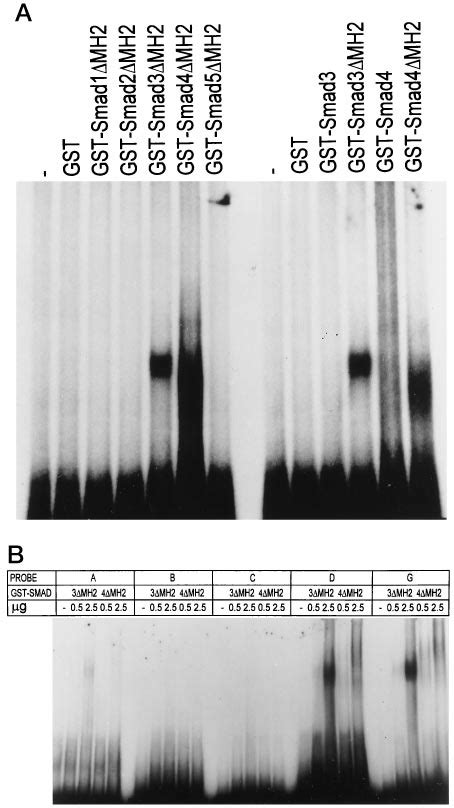Bacterially Expressed Smad Proteins Directly Bind To The Download Scientific Diagram
