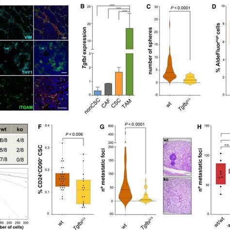 Branching Morphogenesis Typical Branching Pattern Over Developmental Download Scientific
