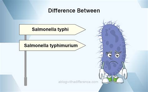 Salmonella Typhi And Salmonella Typhimurium The Best 6 Difference