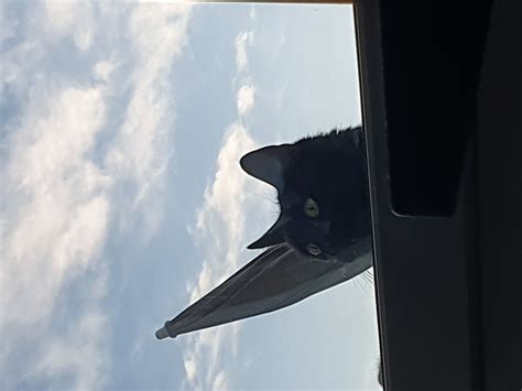 Introvert Black Cat Blank Template Imgflip