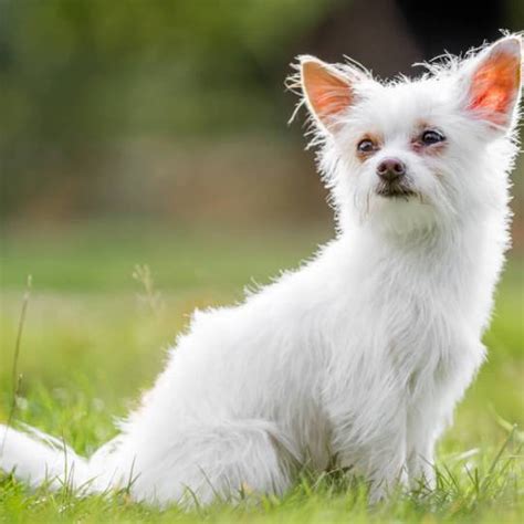 10 Chihuahua Mix Guía Completa De Mestizos Fascinantes