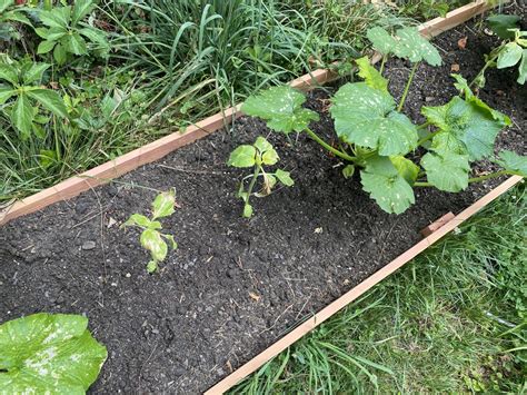 Mysterious Squash Issue Rgardening