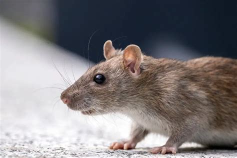 Efficient Strategies To Control Rats Diy Rodent Control