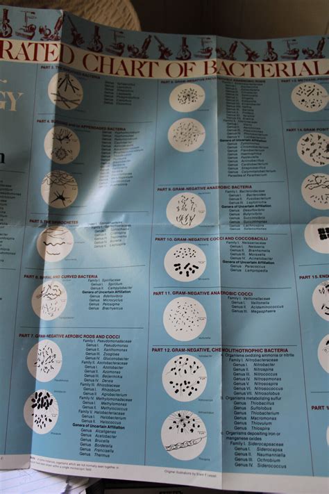 Vintage Microbiology Poster 1976 Illustrated Chart Of Bacterial