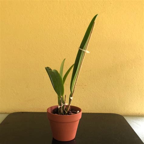 Cattleya Mossiae Var Alba La Foresta Orchids