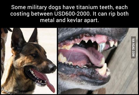 Military German Shepherd Titanium Teeth