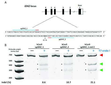 Targeting Idh2 Gene In Hek293 Cells A Structure Of The Idh2 Gene Download Scientific