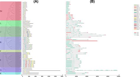 Genome Wide Identification And Characterization Of Bzip Transcription