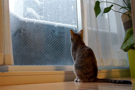 雪と猫 モアクリ