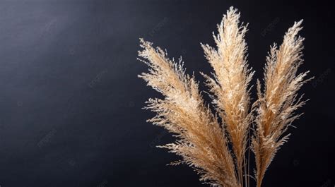 Dried Natural Pampa Grass On A Black Background Pampas Grass Beige