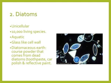 Introduction To Microscope And Types And Classification Of Protozoans Ppt