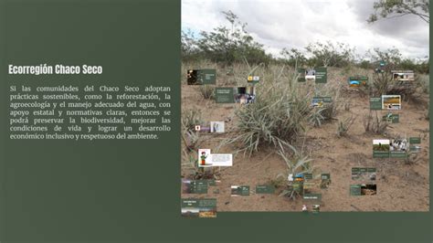 Ecorregión Chaco Seco Desafíos Y Oportunidades By Shali Isaias On Prezi