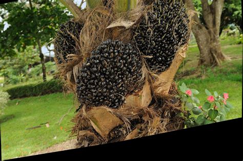 Image Classification And Fruit Counting Of Oil Palm Fruit Bunches