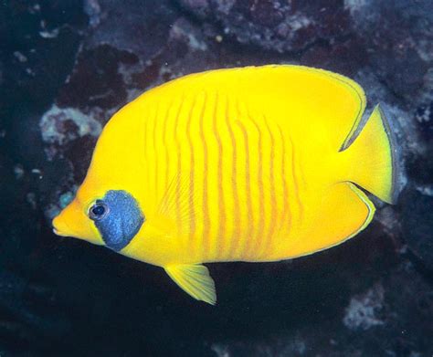 Chaetodon Semilarvatus Monaco Nature Encyclopedia