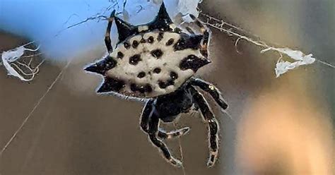 Gasteracantha Cancriformis Spiny Orb Weaver Album On Imgur