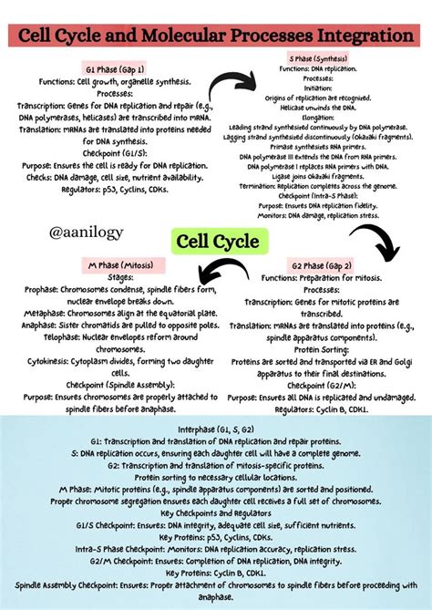 Cell Cycle And Molecular Biology Dna Synthesis Cell Cycle Molecular Biology