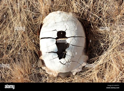 Fossil Turtle Shell Hi Res Stock Photography And Images Alamy