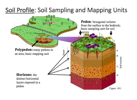 Lecture Soil Genesis Classification Flashcards Quizlet