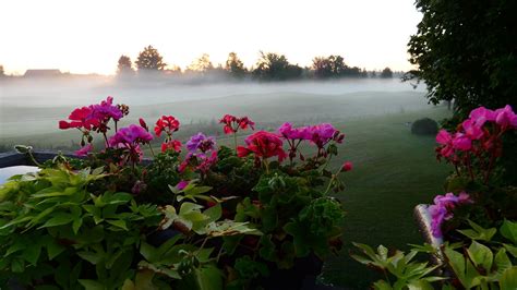 Туманные цветы - 71 фото