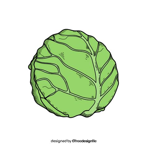 Cabbage Drawing Clipart Free Download