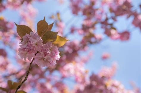 Premium Photo A Tree With Pink Flowers In The Spring