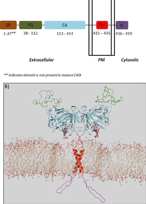 Figure 1 From Regulation And Role Of Carbonic Anhydrase Ix And Use As A Biomarker And