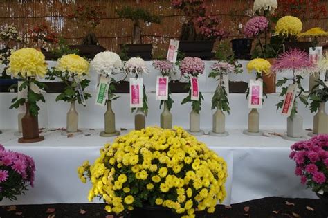 水戸市植物公園の菊花展 2024年の日程は 歩いてみたブログ