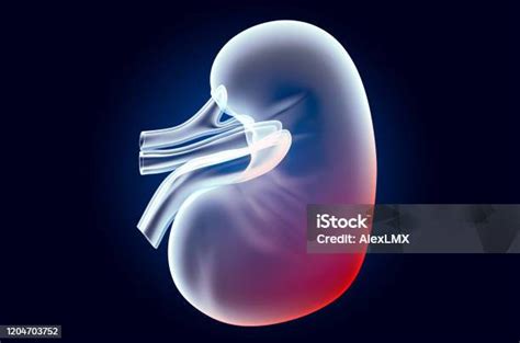 신장 개념에 있는 고통 유령 빛 효과 엑스레이 홀로그램 진한 파란색 배경의 3d 렌더링 콩팥 내부 기관에 대한 스톡 사진 및 기타 이미지 Istock