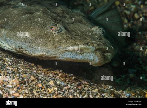 Face Of Bartail Flathead Its On The Sandy Seabed Depth 10m Stock