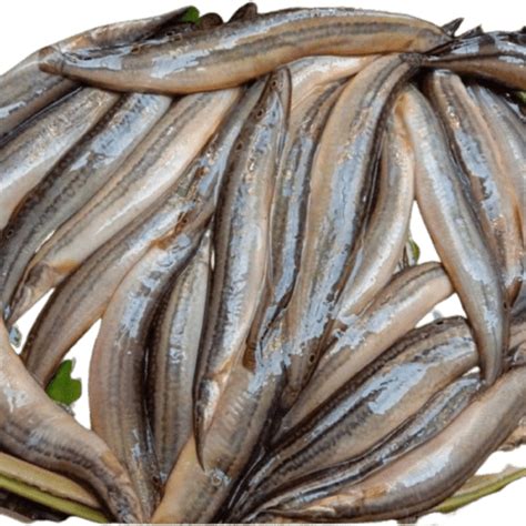 Frozen Lbaimzig Zag Eel Fish For Export