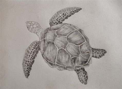 2 Realistic Sea Turtle Drawing And Sketching Ideas For Artists The