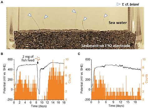 A Photograph Of The Seawater Sediment Interface Taken During Download Scientific Diagram