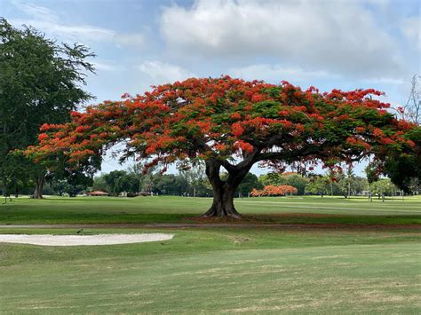 Royal Poinciana Flowering Tree Eureka Farms