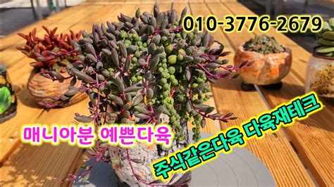 아띠아다육 매니아분예쁜다육예쁘다예쁘다succulents 多肉植物 다육이 다육재테크주식같은다육 Youtube