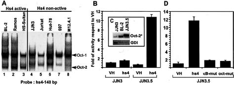 Human Hs4 Enhancer Activity Requires Oct 2 Binding A EMSA Of Cell Download Scientific