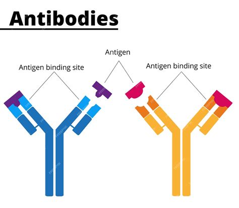Premium Vector Structure Of Immunoglobulins Antibodies With Tha