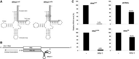 Trna Lys Variants Used In Hiv 1 Reverse Transcription A The Download Scientific Diagram