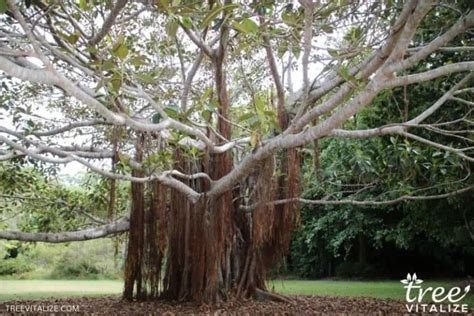 Common Trees In Hawaii Native Introduced Species