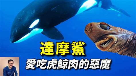 吃虎鯨的肉，喝大白鯊的血，以所有海洋動物為食的惡魔——達摩鯊【老肉雜談】動物 海洋生物 野生動物 鯊魚 Shark Youtube
