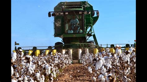 Where Is Cotton Farmed At Douglas Jacobson Blog