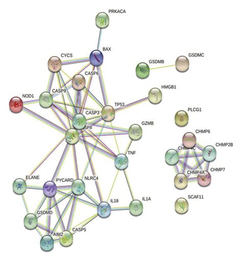 Differentially Expressed Pyroptosis Related Genes In Bc A In Bc 21 Download Scientific