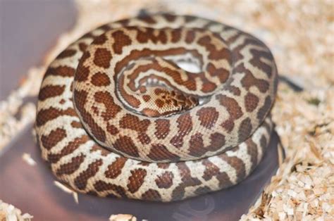 Wheatbelt Stimson Hatchlings Aussie Pythons And Snakes Forum