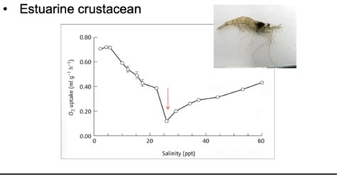 Lecture 12 Excretion And Osmoregulation Flashcards Quizlet