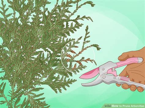 3 Ways To Prune Arborvitae WikiHow