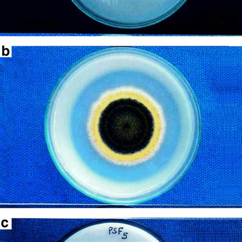 Pdf Role Of Phosphate Solubilizing Microorganisms In Sustainable Agriculture A Review