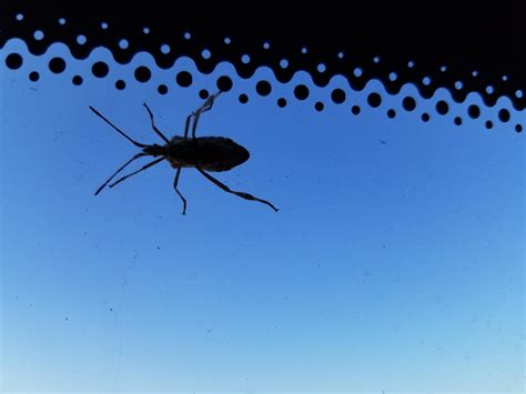 Bug Not Splat By Skyfiredragon On Deviantart