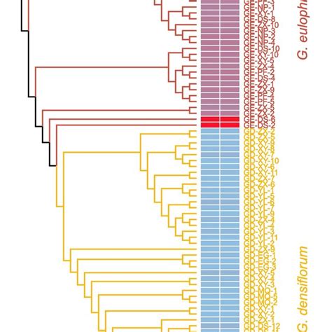 Gene Flow Analysis Using Treemix A And B Are The Maximum Likelihood