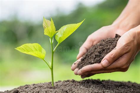 Plant A Tree Forest Conservation Concept Reduce Global Warming Stock