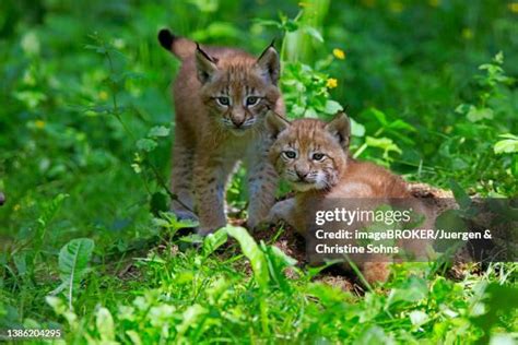 Lynx Cub Photos And Premium High Res Pictures Getty Images